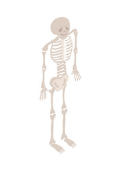 Orthopedist and skeleton composition Royalty Free Vector