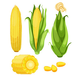 Maize Vector Images (over 12,000)