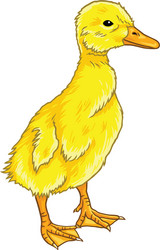 Cute cartoon duck Royalty Free Vector Image - VectorStock