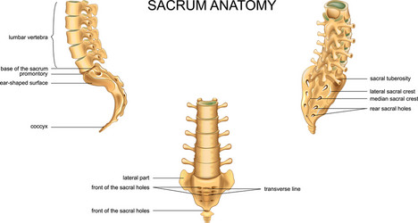 Sacrum and lumbar vertebrae in different positions