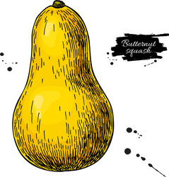 Butternut squash drawing isolated hand Royalty Free Vector