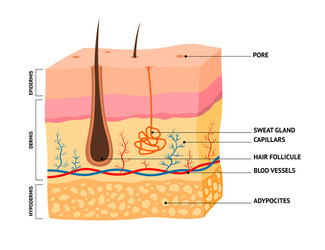 Cartoon color uvb uva rays human skin layered Vector Image