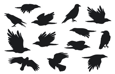 Raven Flock Drawings