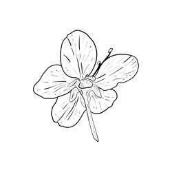 Side view on flower Royalty Free Vector Image - VectorStock
