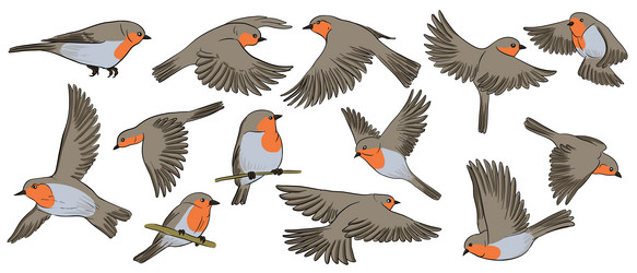 Flying Robin Clip Art
