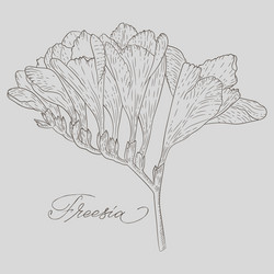 Abstract freesia flower outline Royalty Free Vector Image