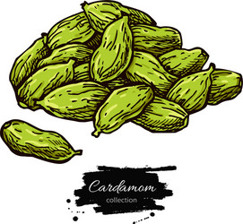 Cardamom green organic cartoon Royalty Free Vector Image