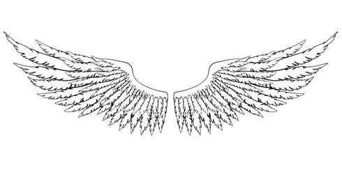 Wings drawing Royalty Free Vector Image - VectorStock