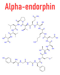 Alpha-endorphin molecule skeletal formula Vector Image