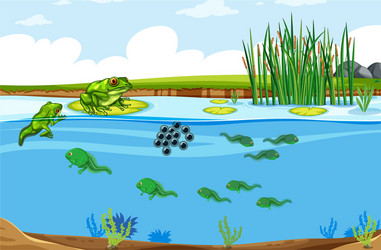 Water Life Cycle Vector Images (over 850)