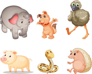 Common Animals Animated
