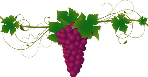 Red grape vine Royalty Free Vector Image - VectorStock