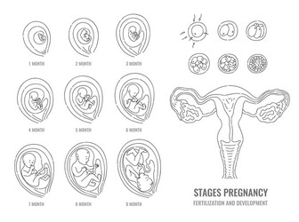 Infographic with stages of pregnancy and embryo Vector Image