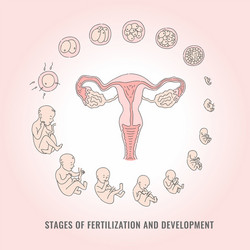 Infographic with stages of pregnancy and embryo Vector Image