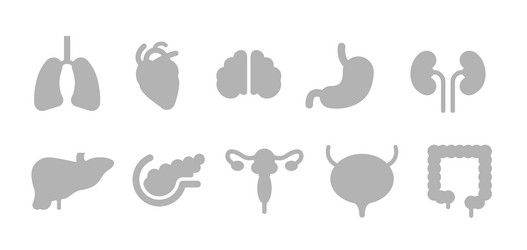 Set of human internal organs icon medical organ Vector Image