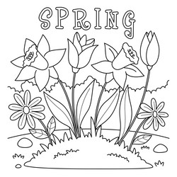 Spring tulip flowers coloring page Royalty Free Vector Image