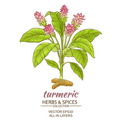 Turmeric Vector Images (over 2,700)