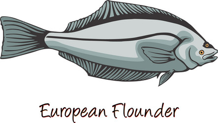 Flounder Vector Images (over 1,800)