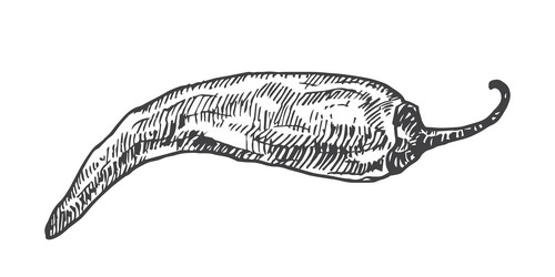 Drawing Of A Chile Pepper