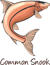 Snook Vector Images (36)