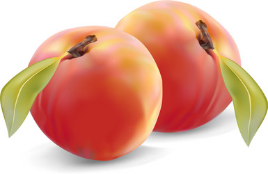 Peaches Vector Images (over 29,000)