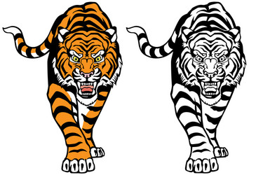 Front Facing Tiger Vector Images (over 390)