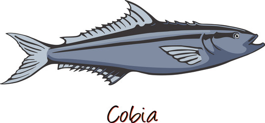 Cobia Vector Images (12)