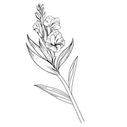 Gladiolus Vector Images (over 560)