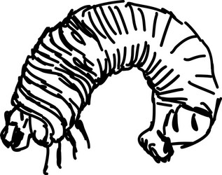 Maggot drawing on white background Royalty Free Vector Image