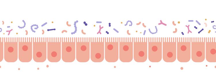 Human intestinal cells seamless border unhelthy Vector Image