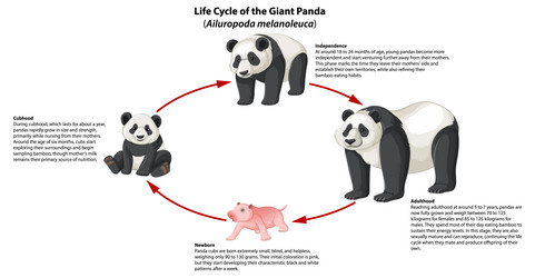 Panda life cycle infographic Royalty Free Vector Image