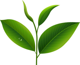 Pandanus leaves Royalty Free Vector Image - VectorStock