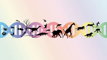 Biology human evolution stages evolutionary Vector Image