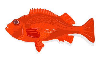 Rockfish Vector Images (over 150)