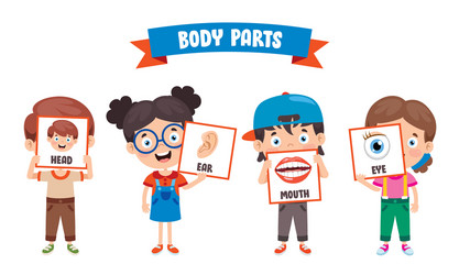 Human body parts Royalty Free Vector Image - VectorStock