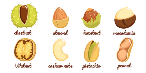 Mixed Nuts Vector Images (over 1,800)