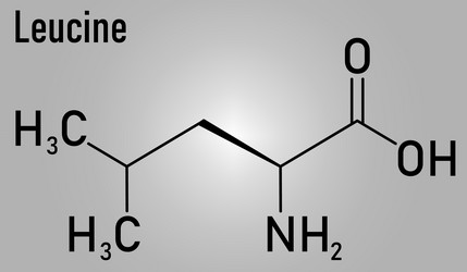 Leucine amino acid molecule skeletal formula Vector Image