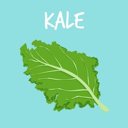 Kale hand draw sketch vegetable Royalty Free Vector Image