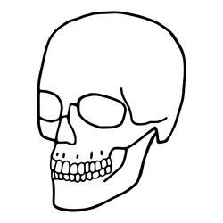 Cranium Vector Images (over 5,600)