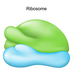 Ribosomes Clipart