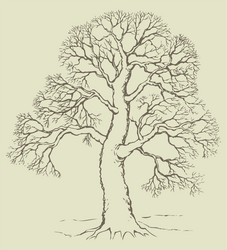 Detailed bare winter oak tree silhouette Vector Image