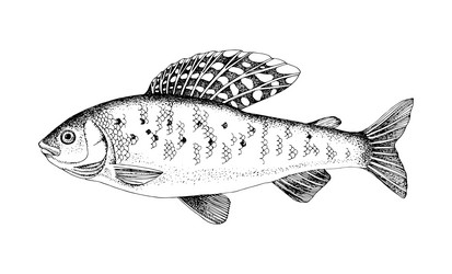 Freshwater pterophyllum scalare outline Royalty Free Vector