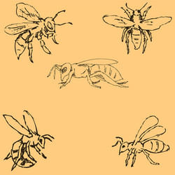 Flies sketch by hand pencil drawing by hand Vector Image
