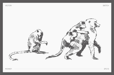 Realistic Monkey Drawing Vector Images (over 390)