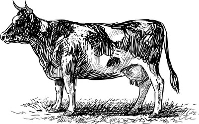 Cow Side View Vector Images (over 540)