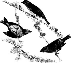 Purple Finch Vector Images (over 100)