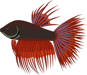 Zebrafish cartoon danio rerio aquarium fish Vector Image