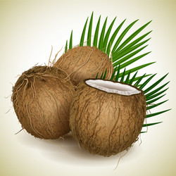 Coconut Royalty Free Vector Image - VectorStock