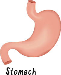 Cartoon of human internal stomach anatomy Vector Image