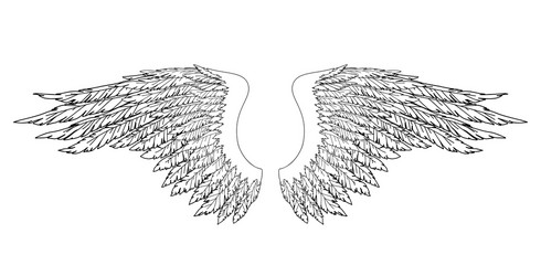 Wings drawing Royalty Free Vector Image - VectorStock